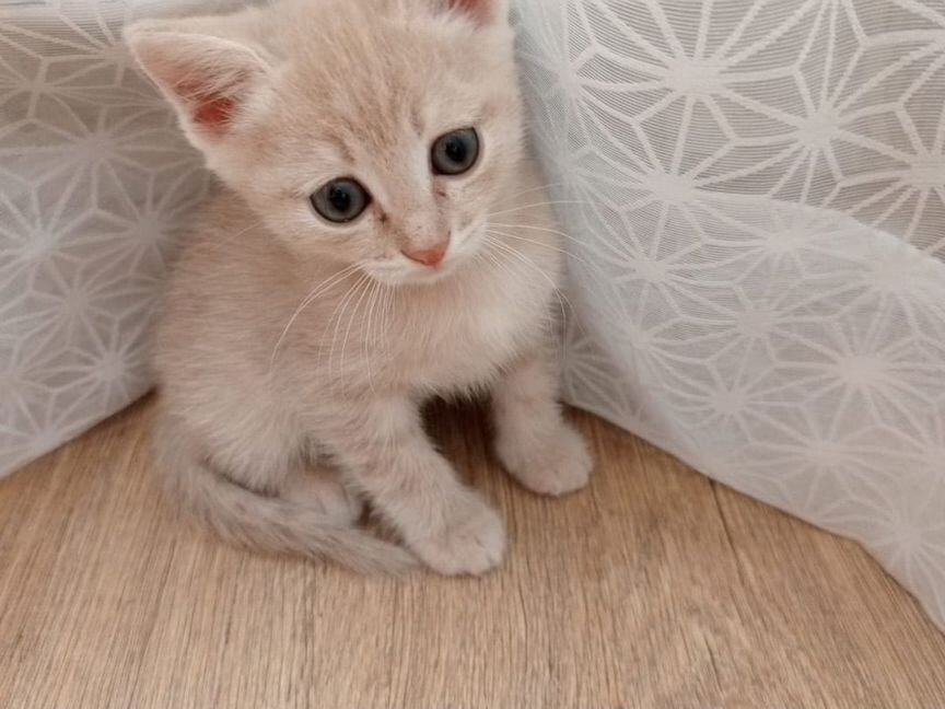 Рыжий котенок девочка