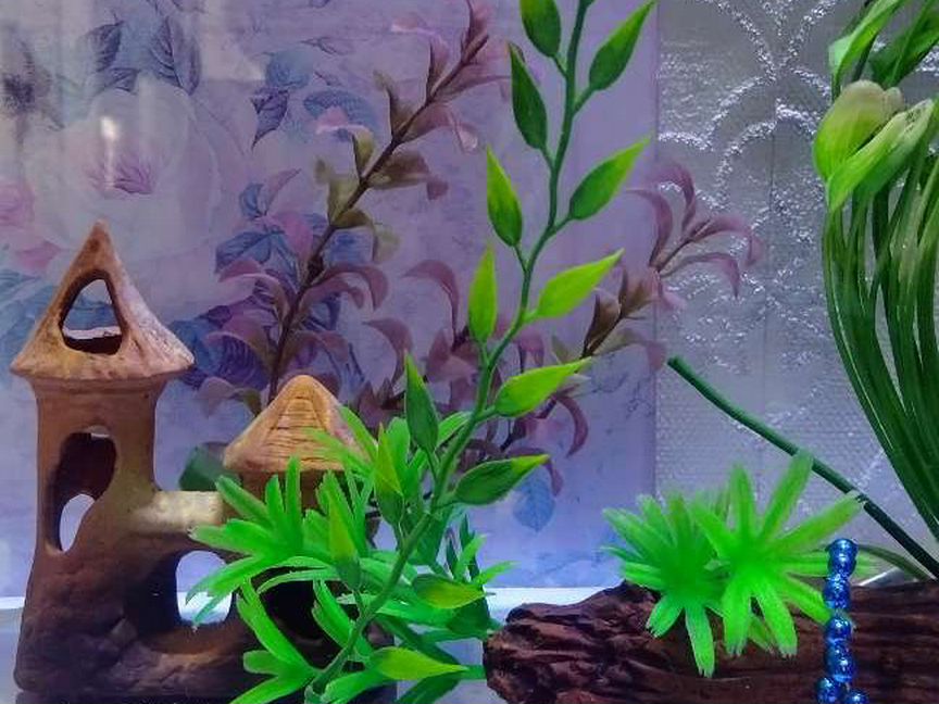 Аквариум и украшения