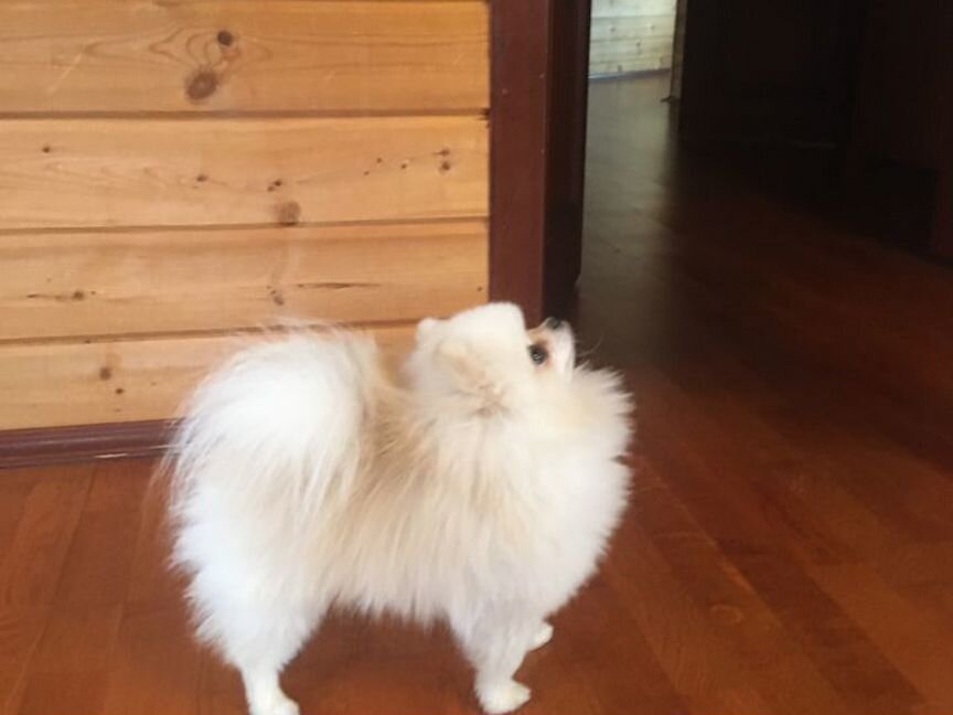 Шпиц кобель для вязки