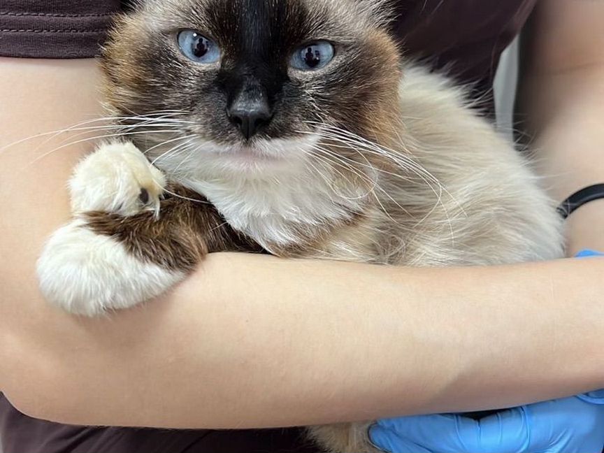 Кот мальчик (приют Пушистики)