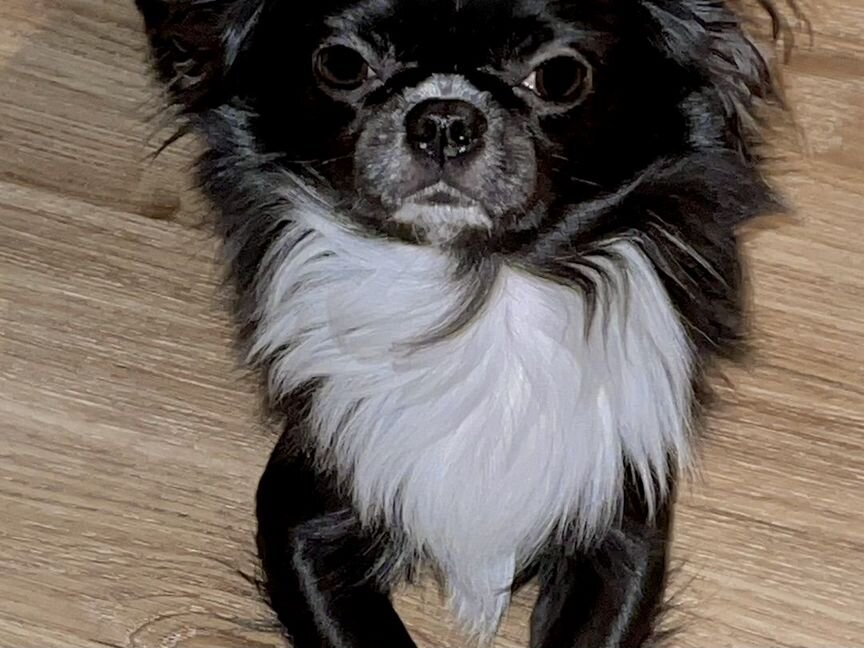 Вязка чихуахуа мальчик