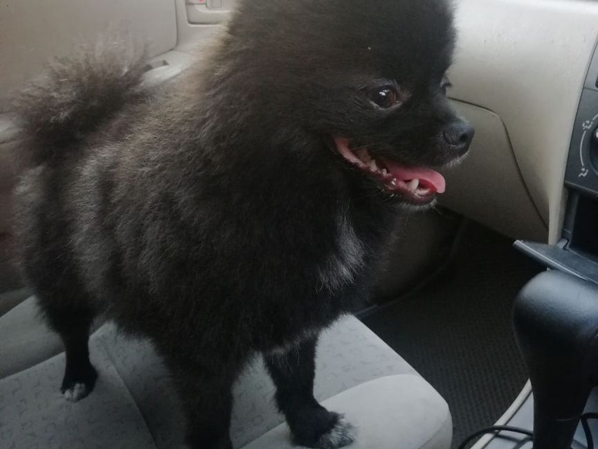 Вязка немецкий шпиц