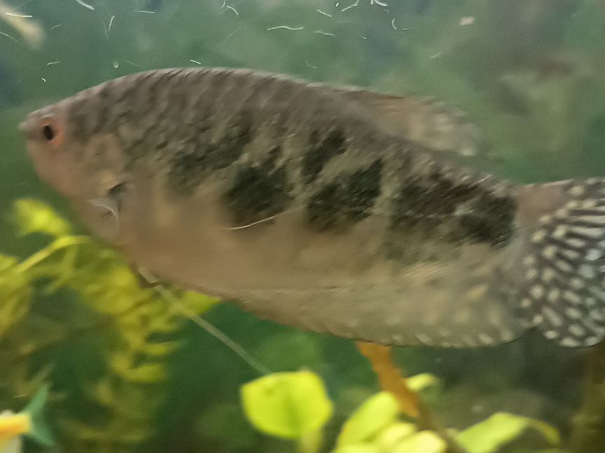 Аквариумные рыбы