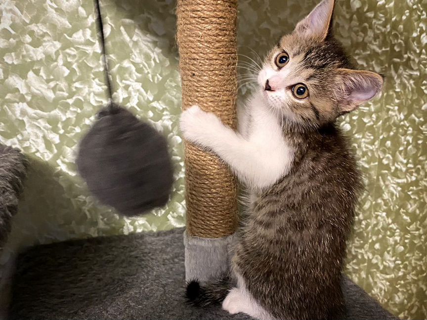 Кошка