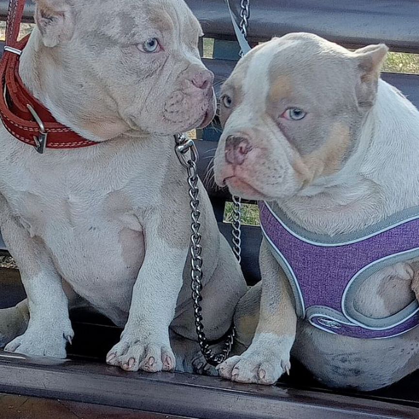 Американский булли покет