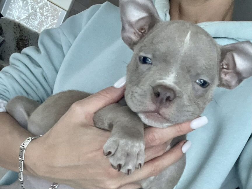 Американский булли