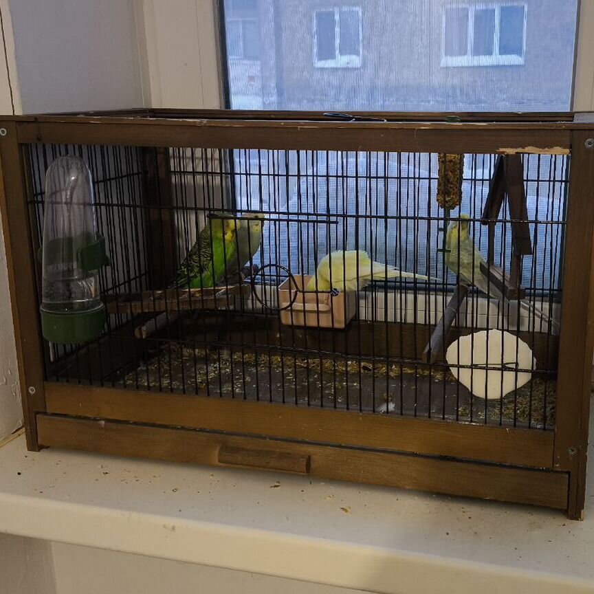 Волнистый попугай