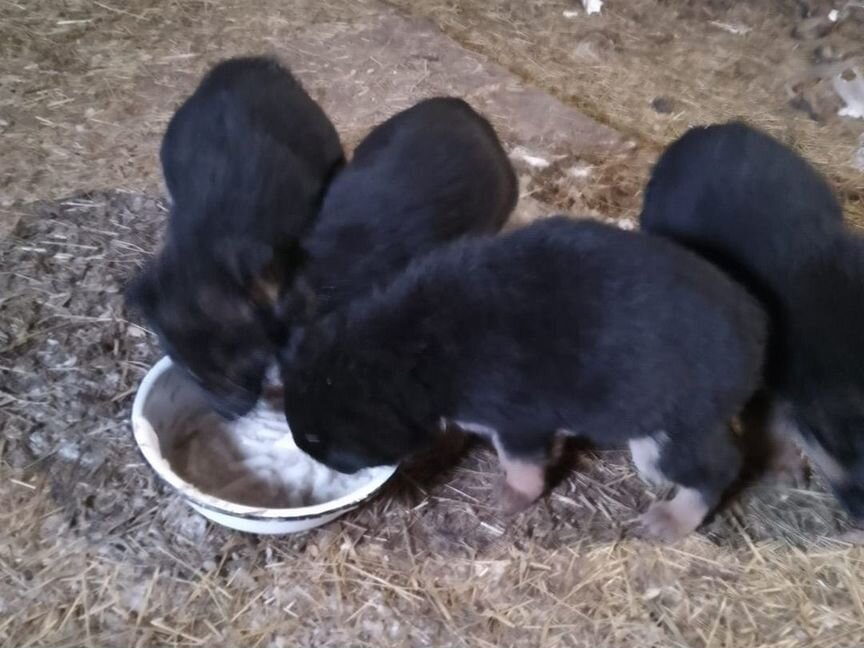 Щенки немецкой овчарки