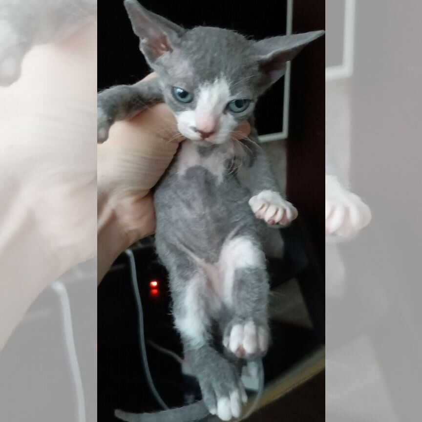 Канадский сфинкс котята