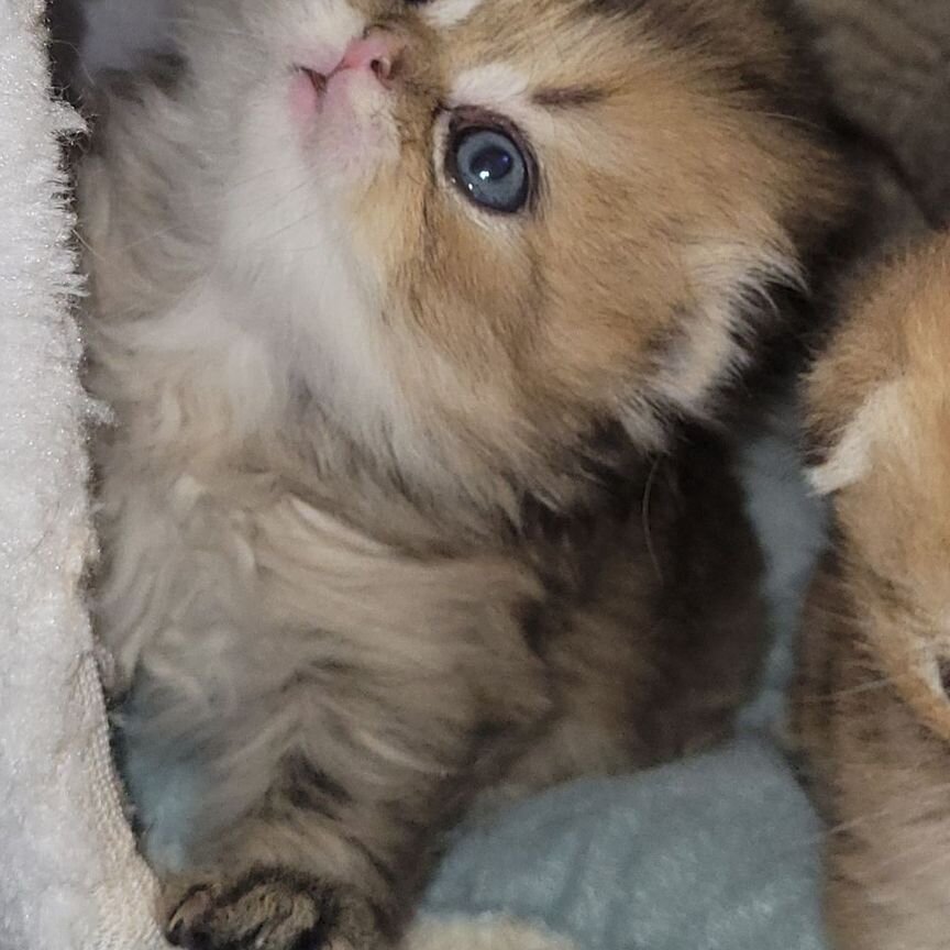 Шотландские дети