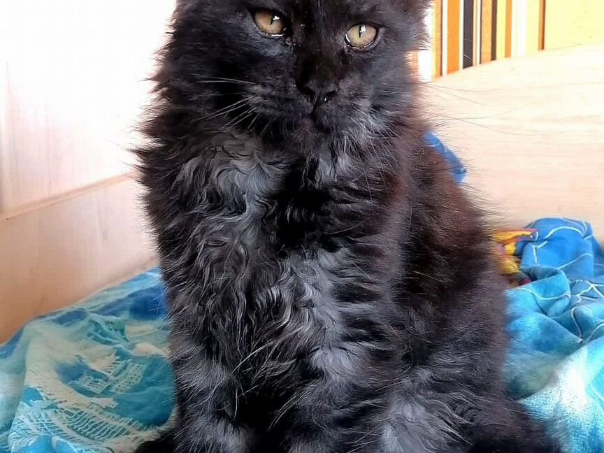 Котята мейкун