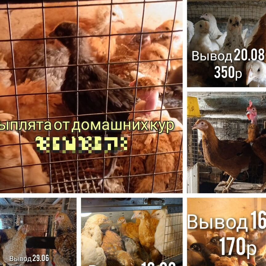 Цыплята домашние
