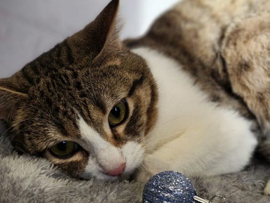 Котенок девочка