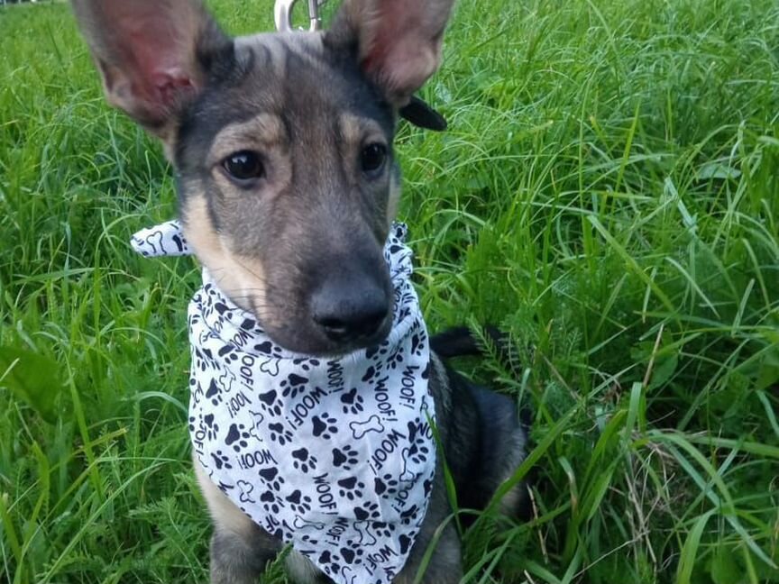 Малышу нужен дом, 3 мес, ниже среднего