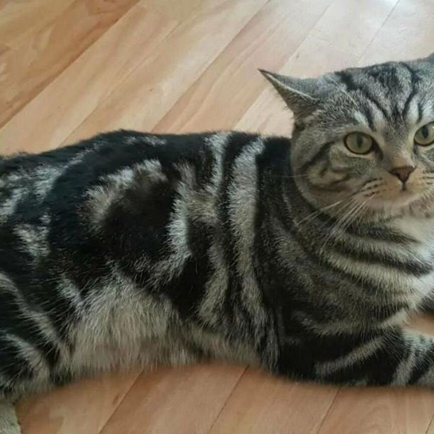 Отдам кошечку скотиш-страйт