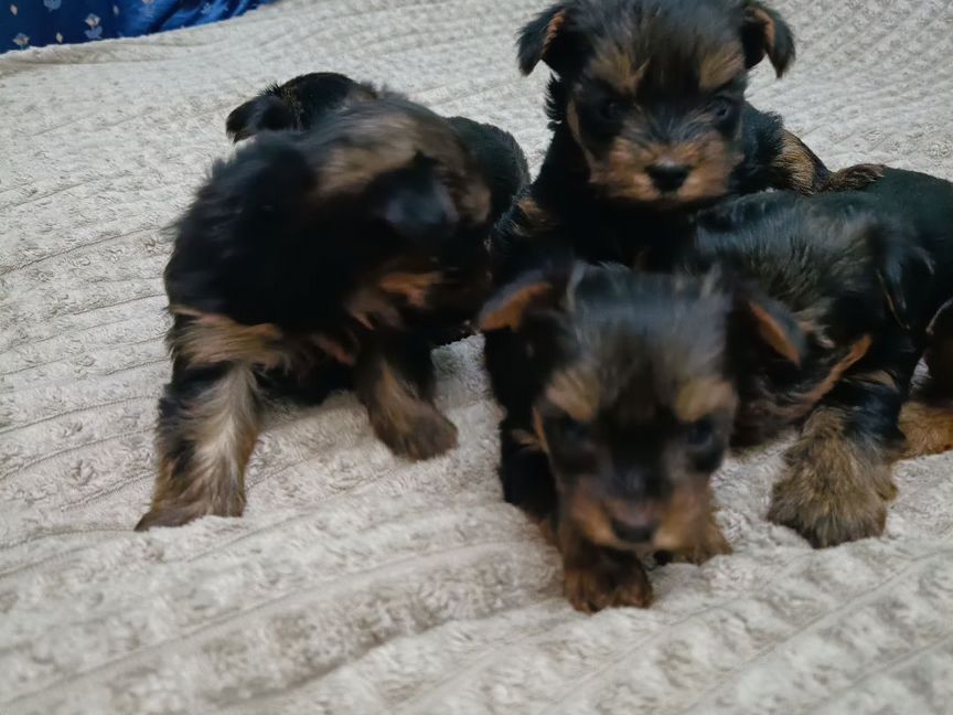 Йоркширский терьер