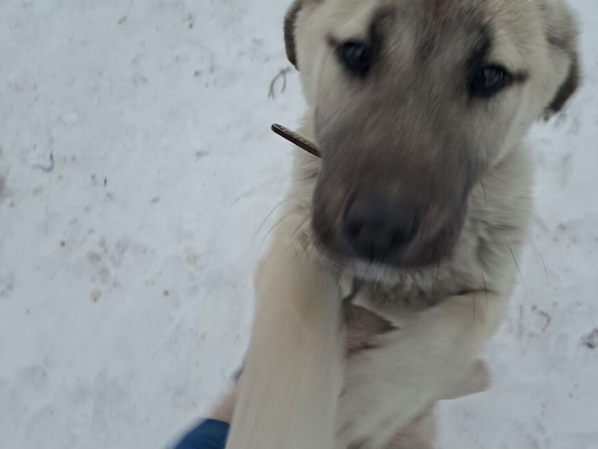 Собаки щенки