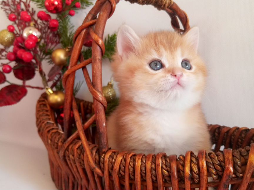Британские котята золотая шиншилла