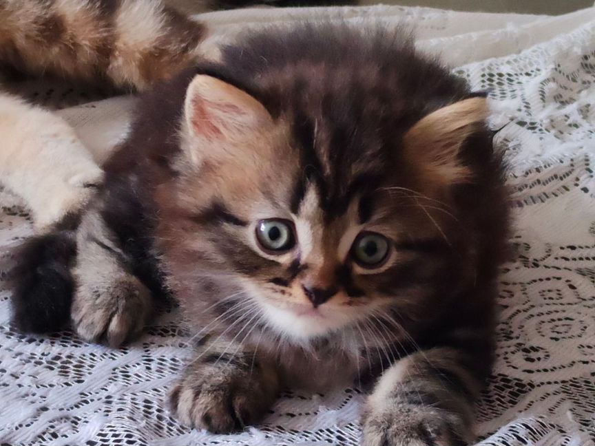 Шотландская вислоухая