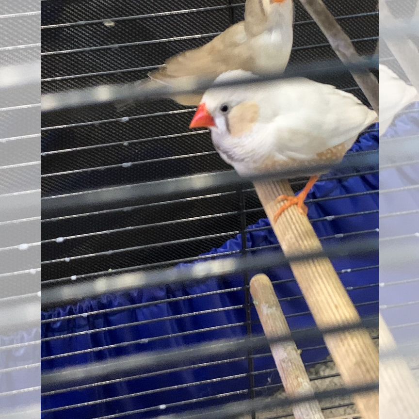 Молодая пара зебровых амадин