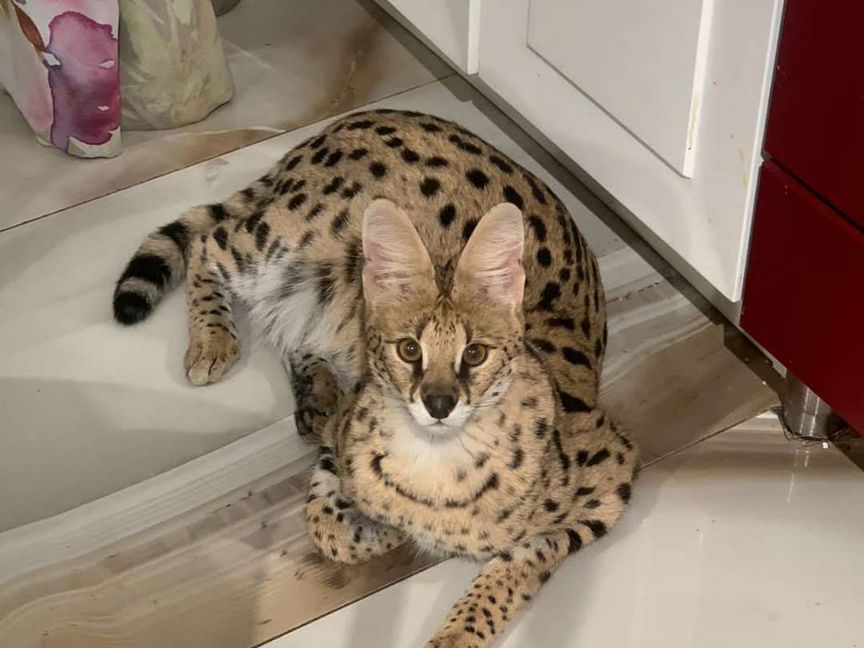 Саванна Ф1 мальчик