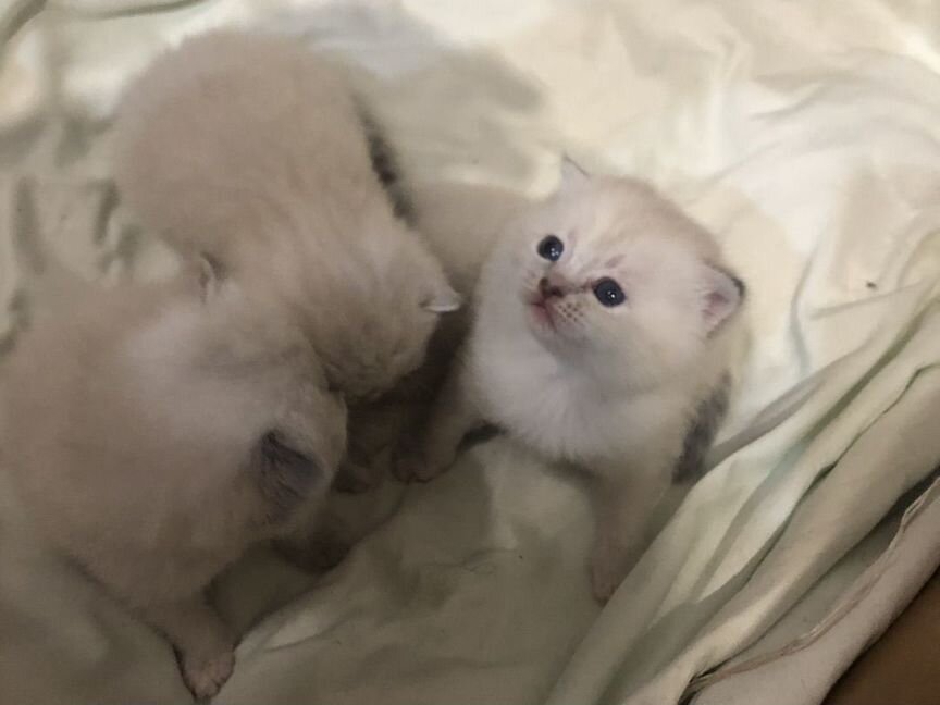 Британские котята