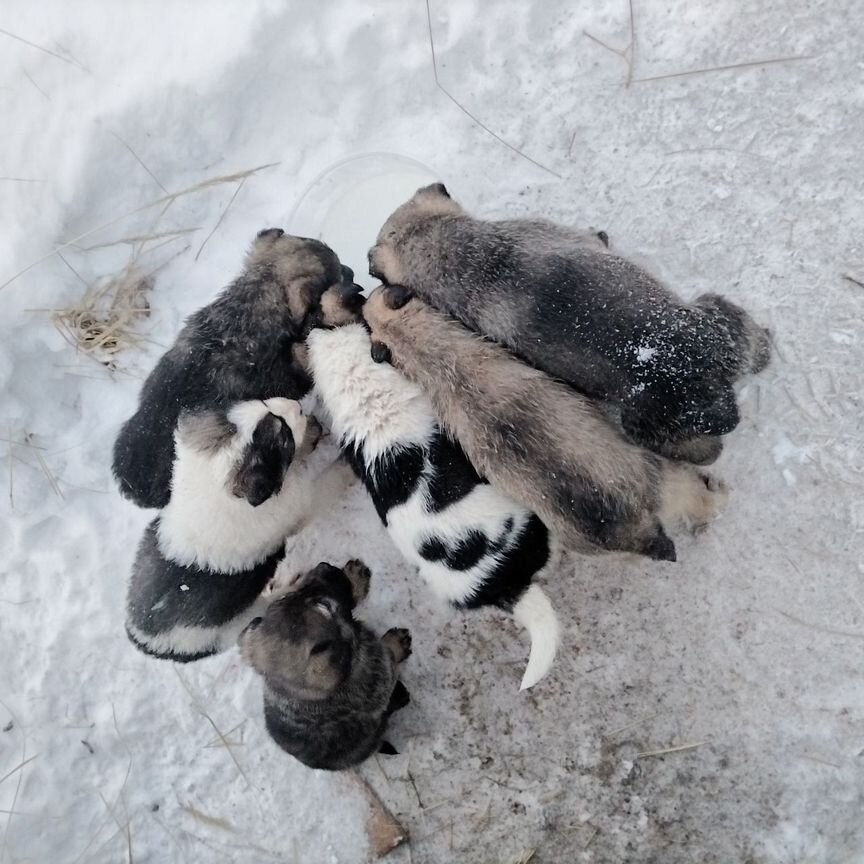 Щенок в добрые руки