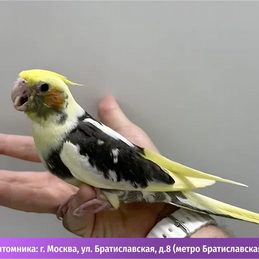 Попугай Карела подросток