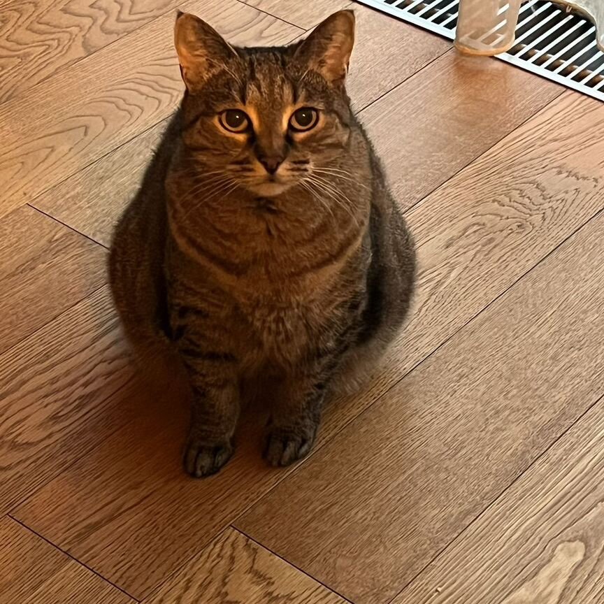 Отдам кошку в добрые руки