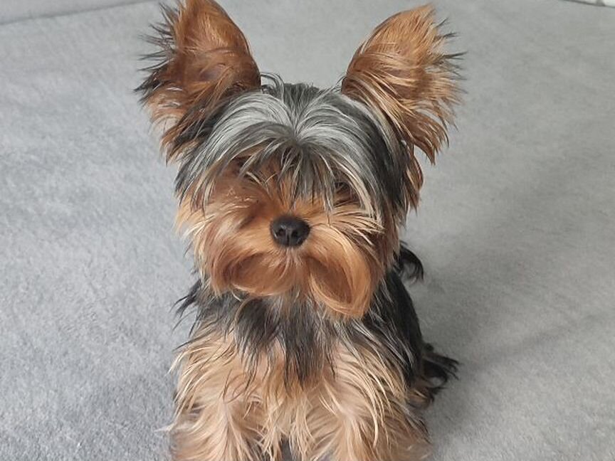 Йоркширский терьер мини беби фейс