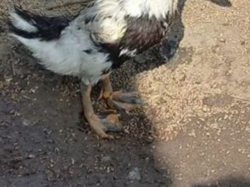 Утки индюки