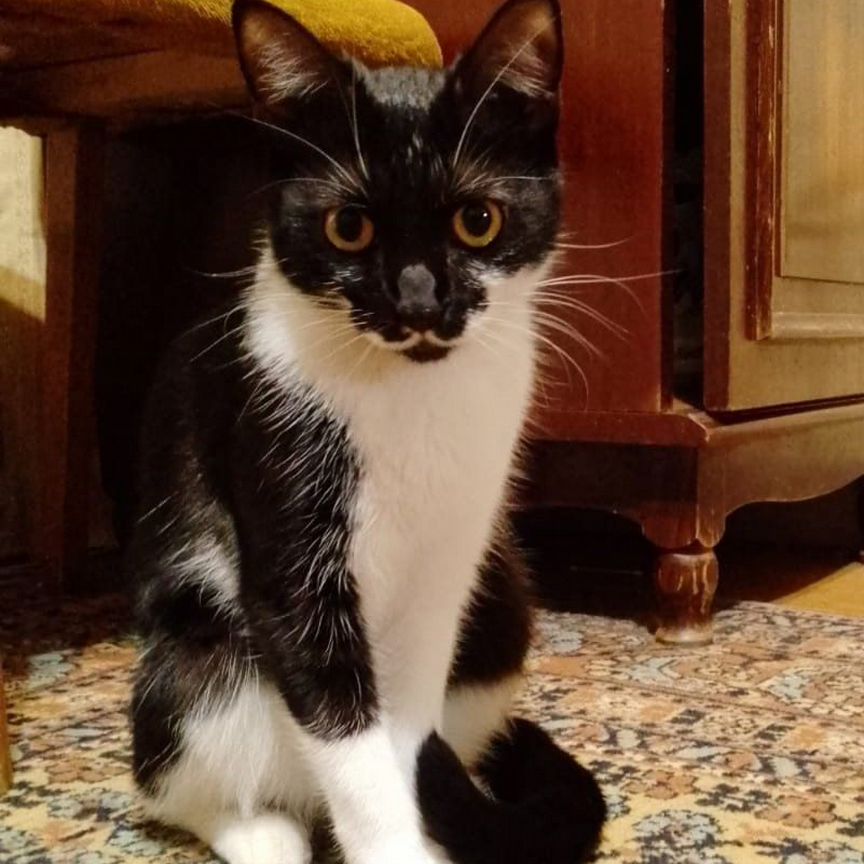 Дикки - маркизка со смешными белыми усиками