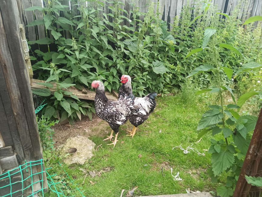 Молодые петушки виандоты