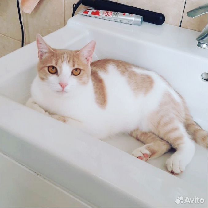 Фанта в поисках дома