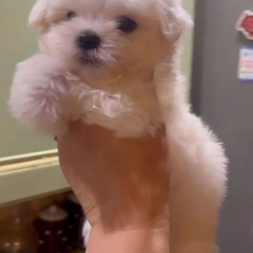 Мльтезе болонка