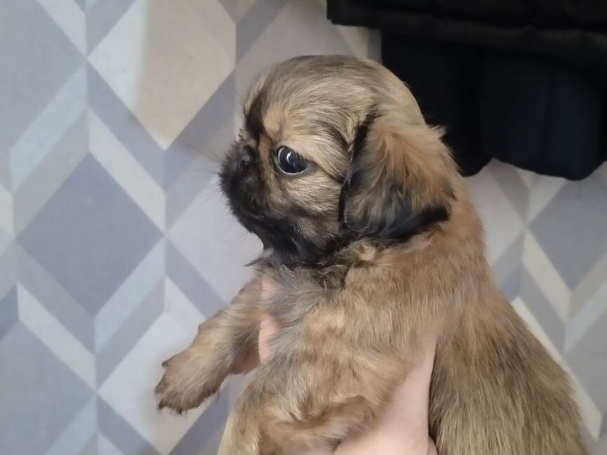 Мини пекинес