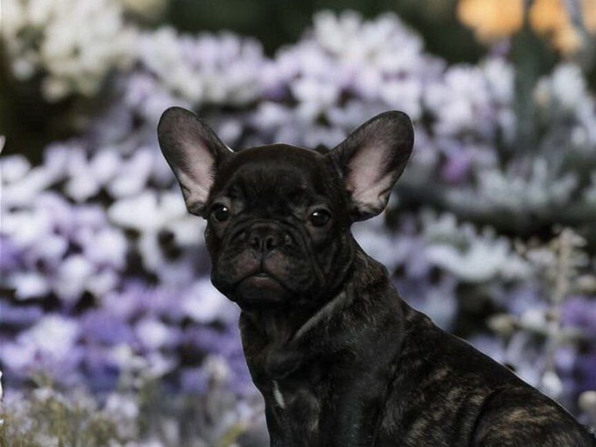 Щенки французскогг бульдога