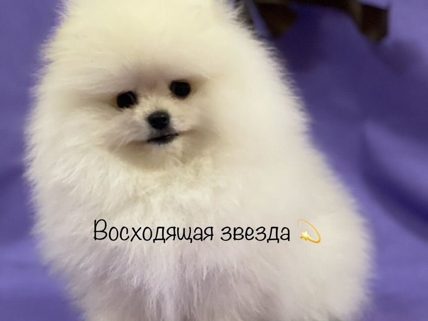 Померанский шпиц мини девочка mini