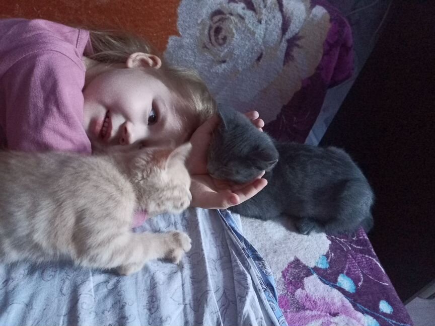 Британский кот два брата