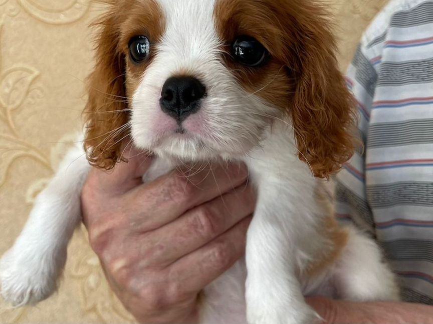 Кавалер Кинг Чарльз спаниель. Щенки ккчс