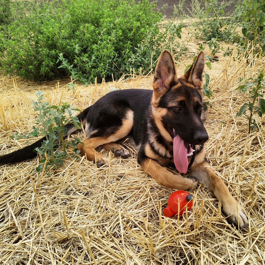 Немецкая овчарка