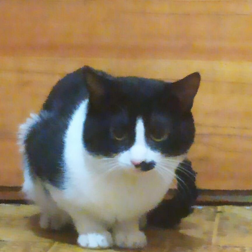 Кот кастрат