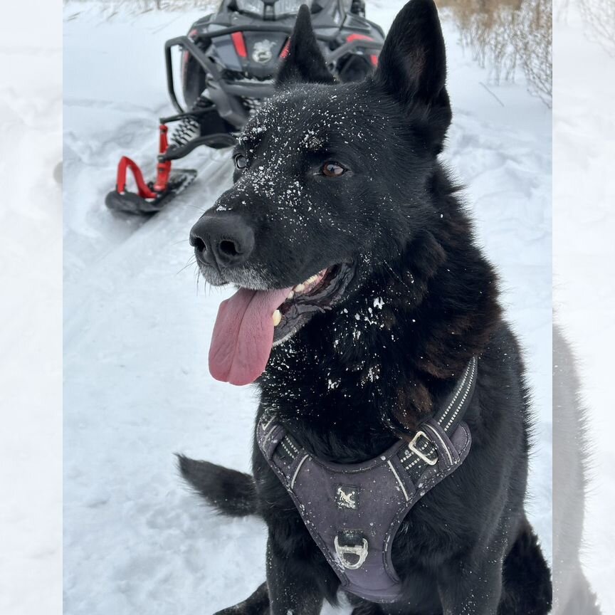 Восточноевропейская овчарка, вязка