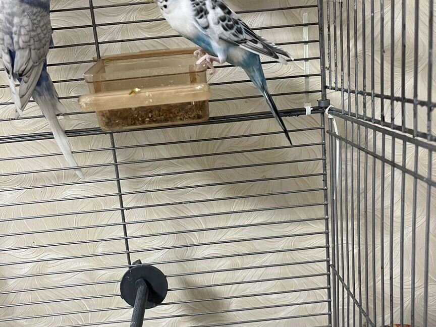 Волнистый попугай