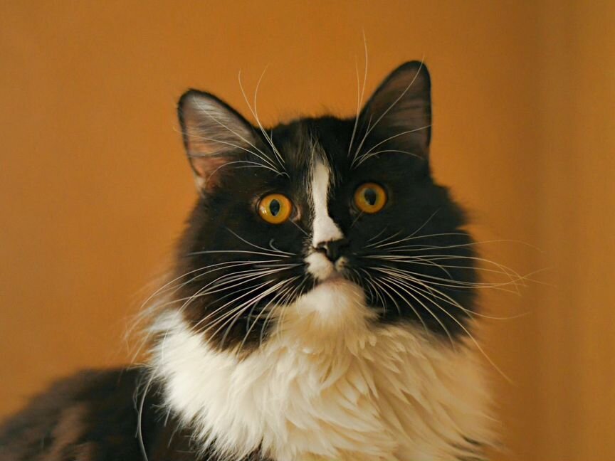 Кошка Буся ищет семью