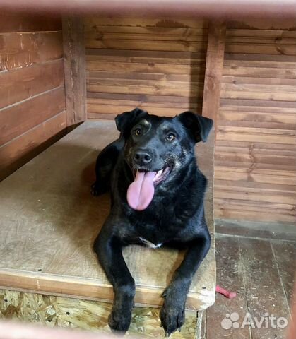 Собака бесплатно в дар