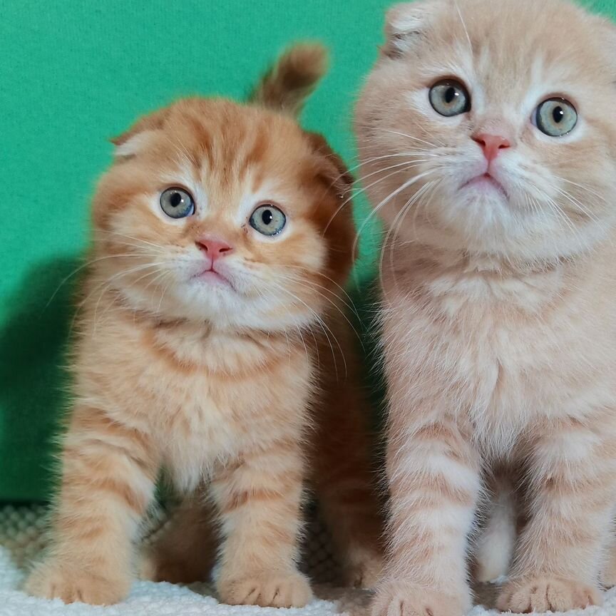 Шотландский вислоухий. Рыжий