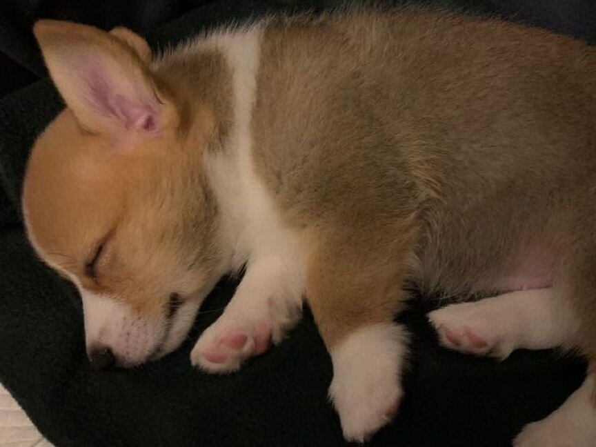 Вельш-корги