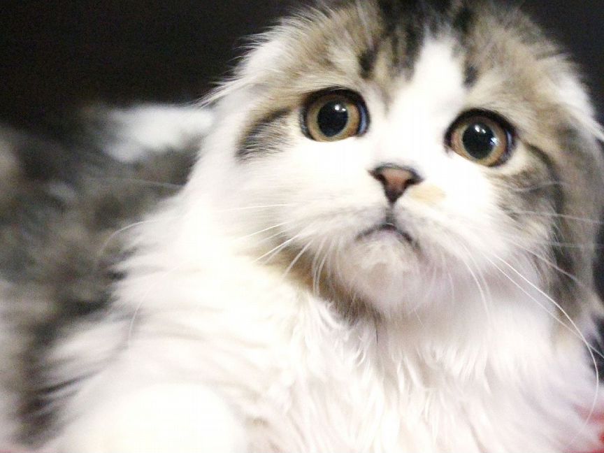 Шотландский кот для солидных господ