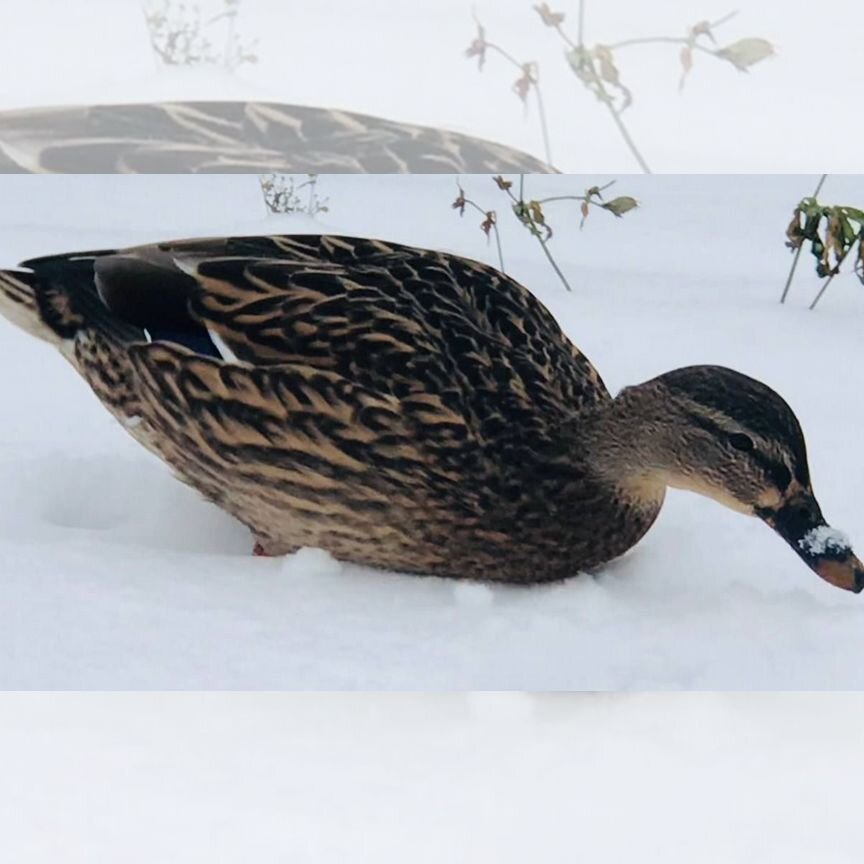 Подсадные утки